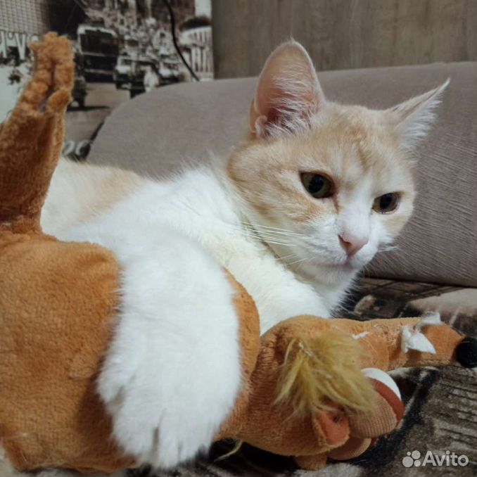 Кот Лорд Британец