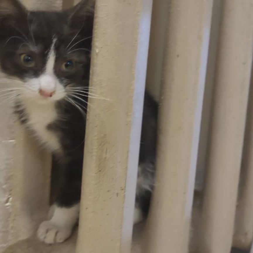 Котёнок чёрный с бебым 2мес мальчик