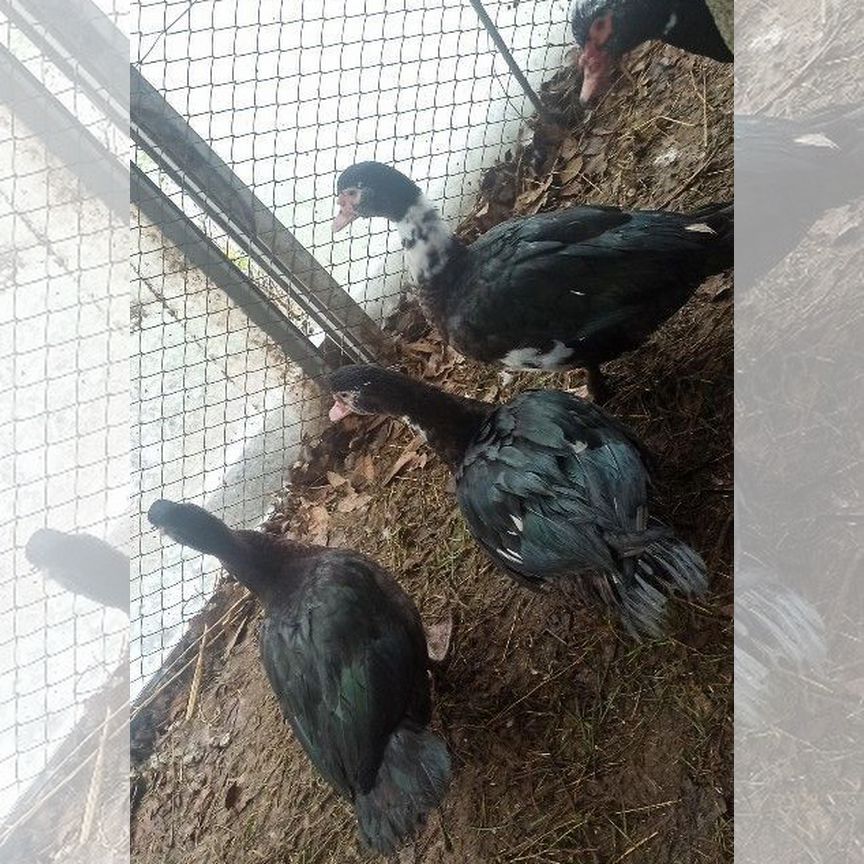 Мускусные Утки