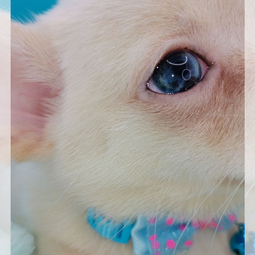 Чихуахуа, щенок