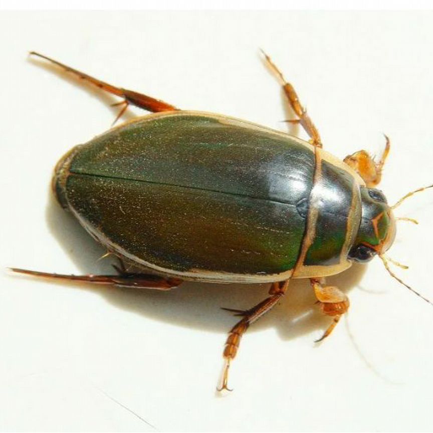 Жук плавунец