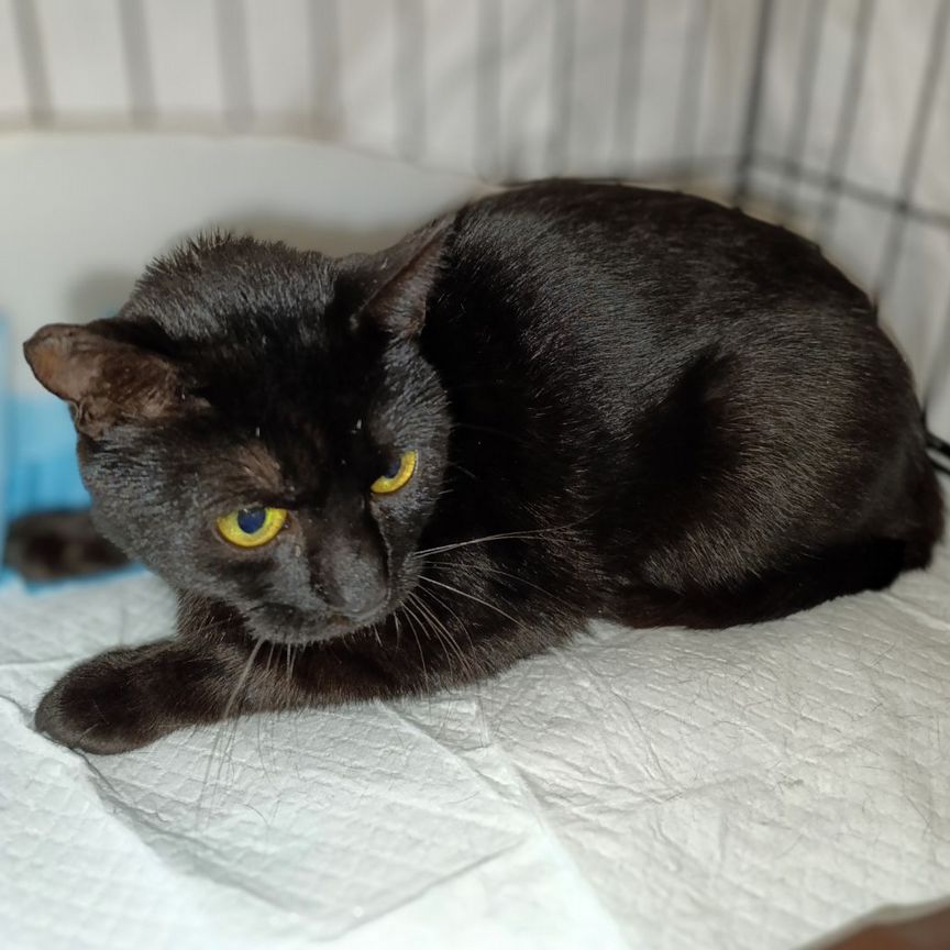 Взрослая кошка в добрые руки