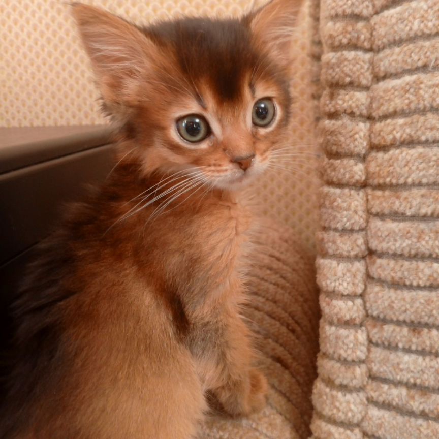 Сомалийские котята