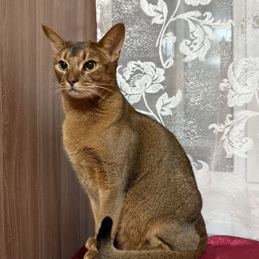 Аббисинский кот