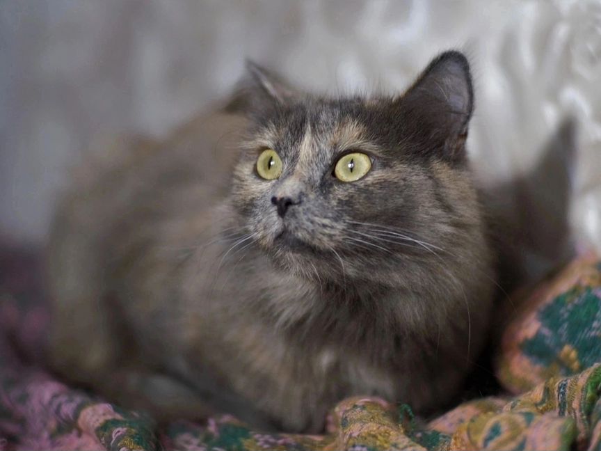 Кошка
