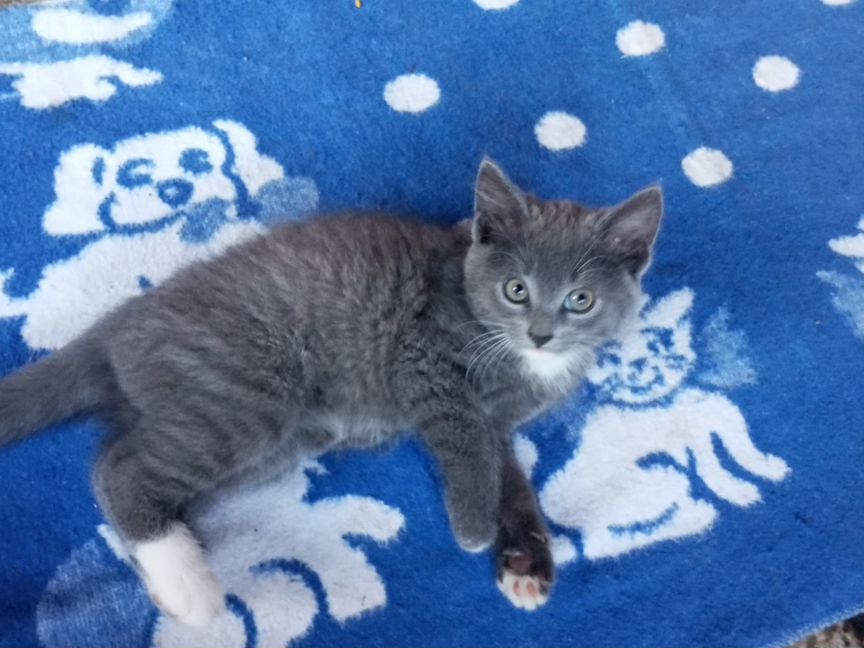 Отдам воспитанных котят