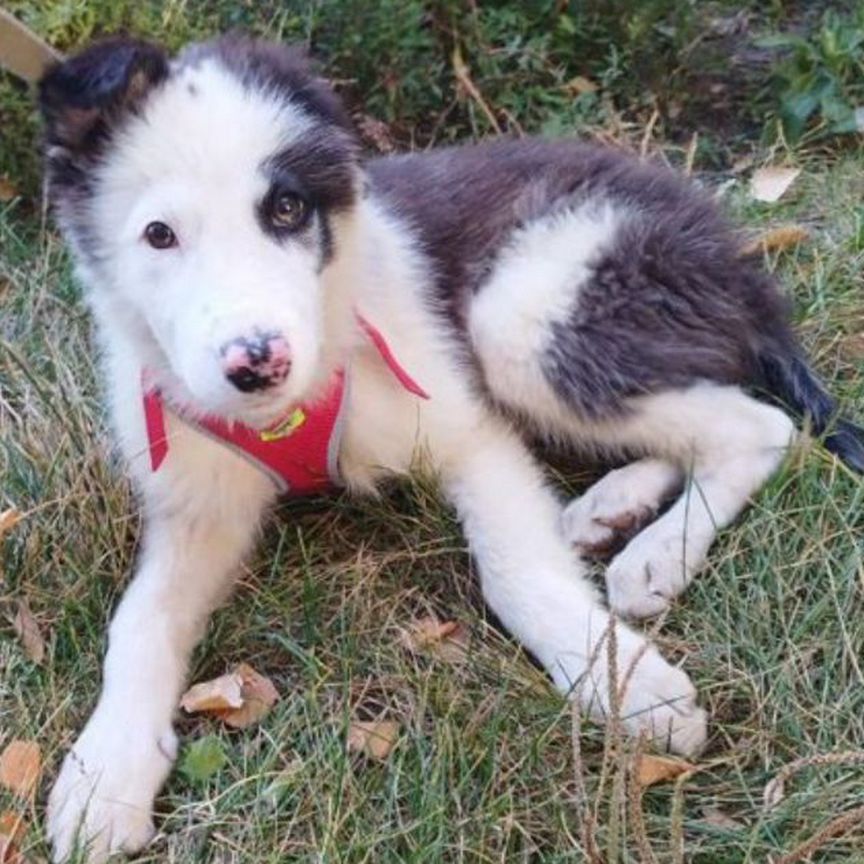 Почистили желудок от пакетов и опилок