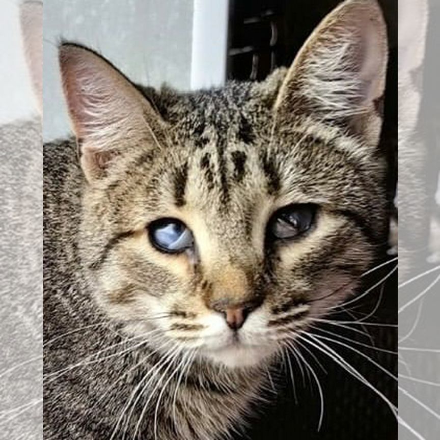 Особенный котенок Джек