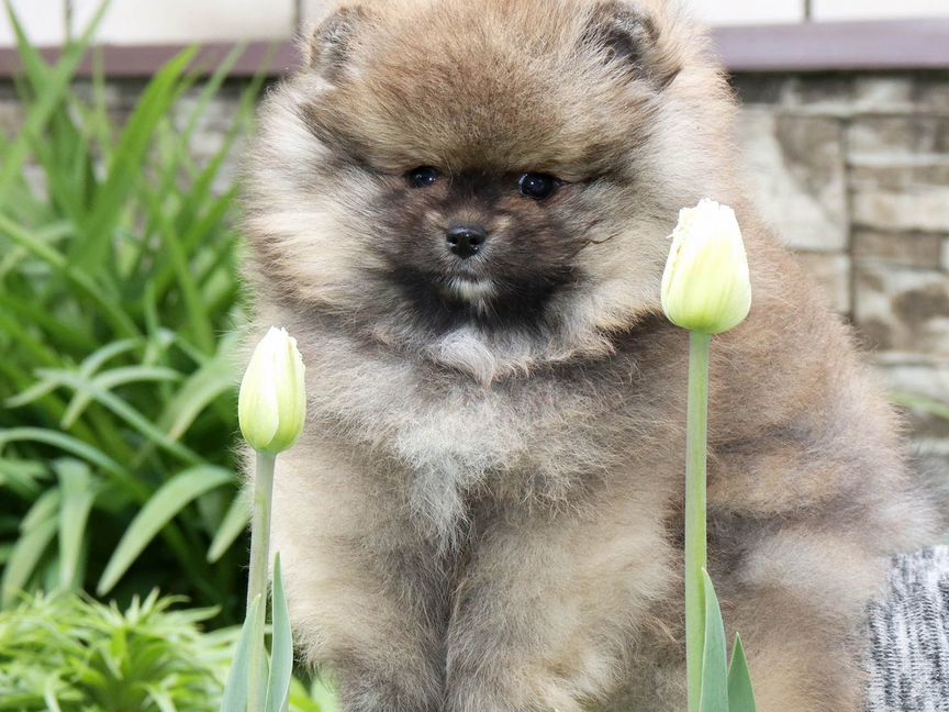 Май. Красавчик- Медвежонок шпица с доставкой