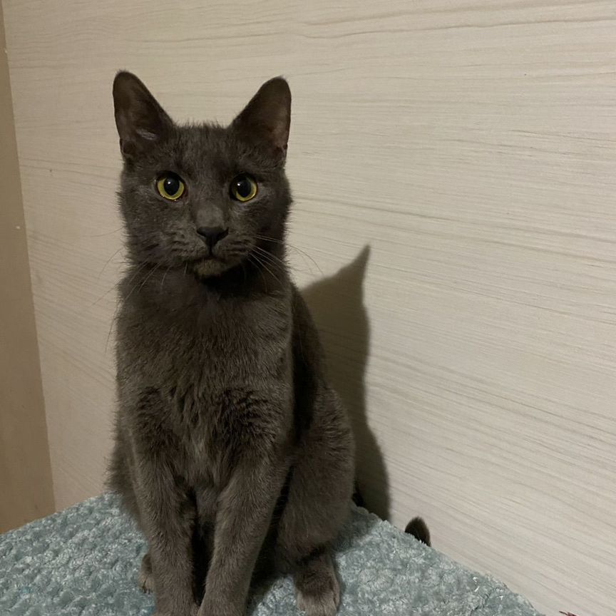 Котик кот полусфинкс Гермес