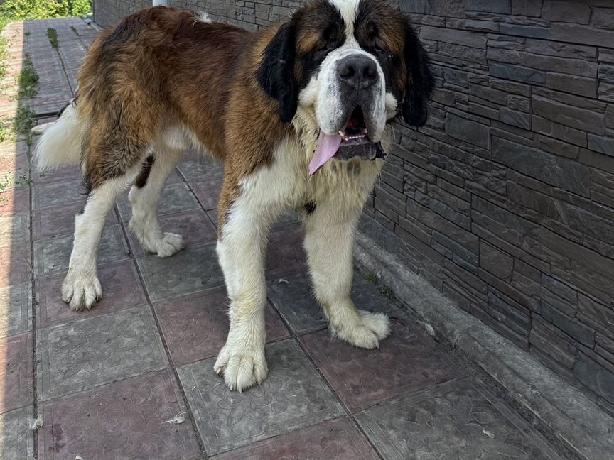Кобель сенбернара длинношерстный