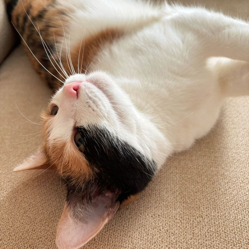 Отдам в добрые руки кошку бесплатно