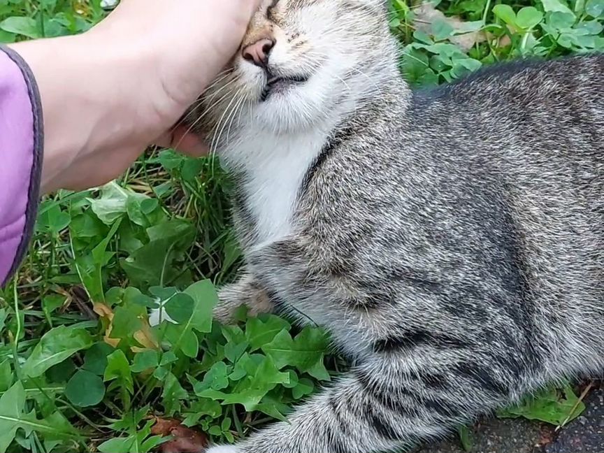 Счастье в дом