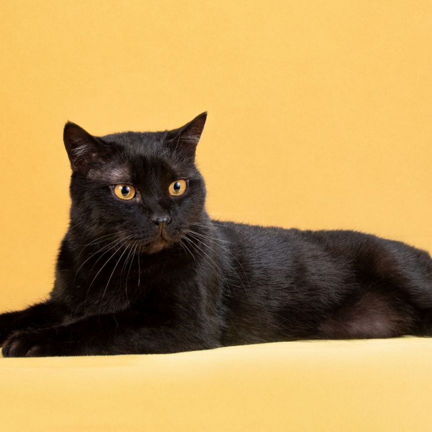 Романтичный кот Берлиоз в дар