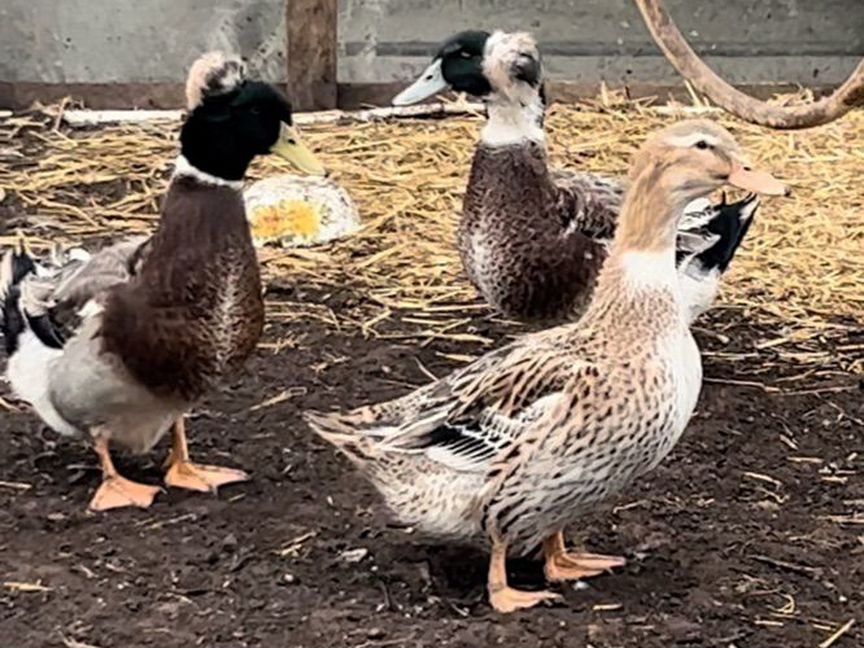 Хохлатые утки самец