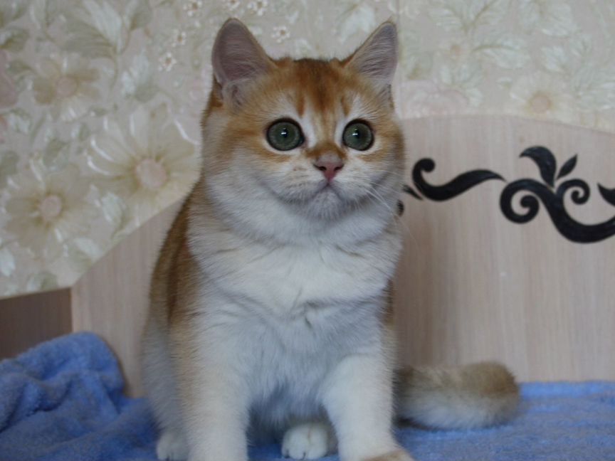 Золотая шиншилла кошечка