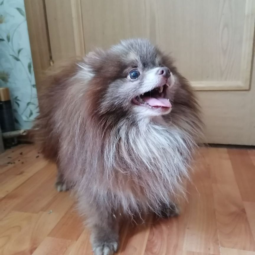 Шпиц мальчик
