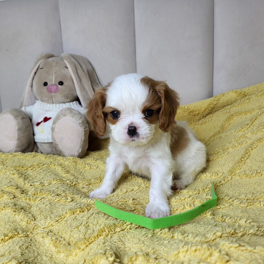 Щенок кавалер кинг чарльз спаниель