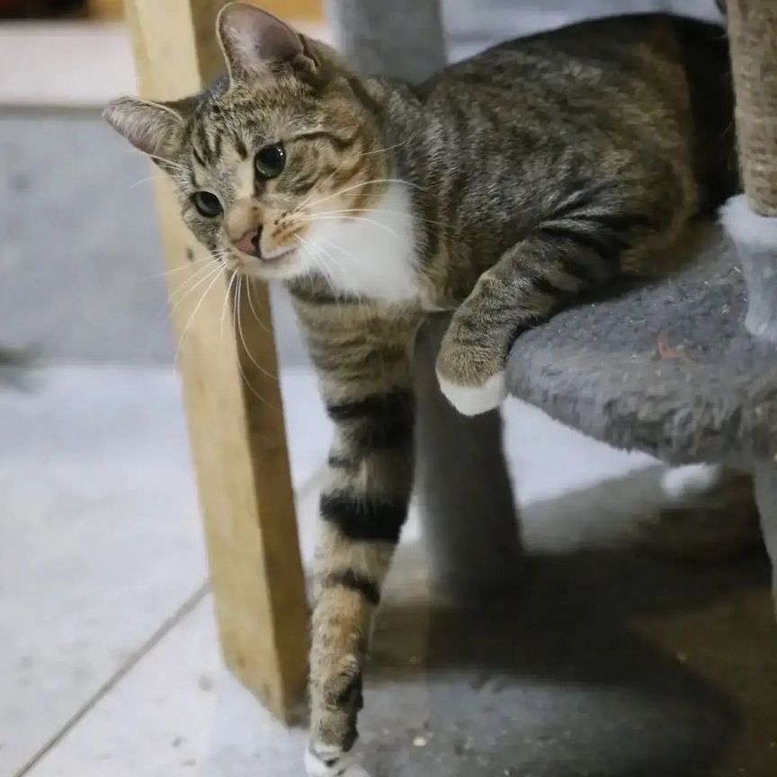 Котёнок в добрые руки