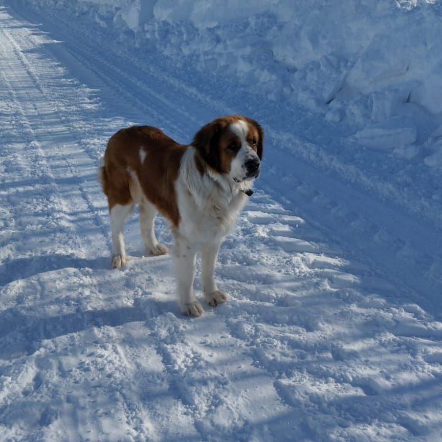 Московская сторожевая вязка