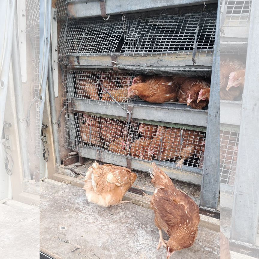 Куры молодка4,5 месяца