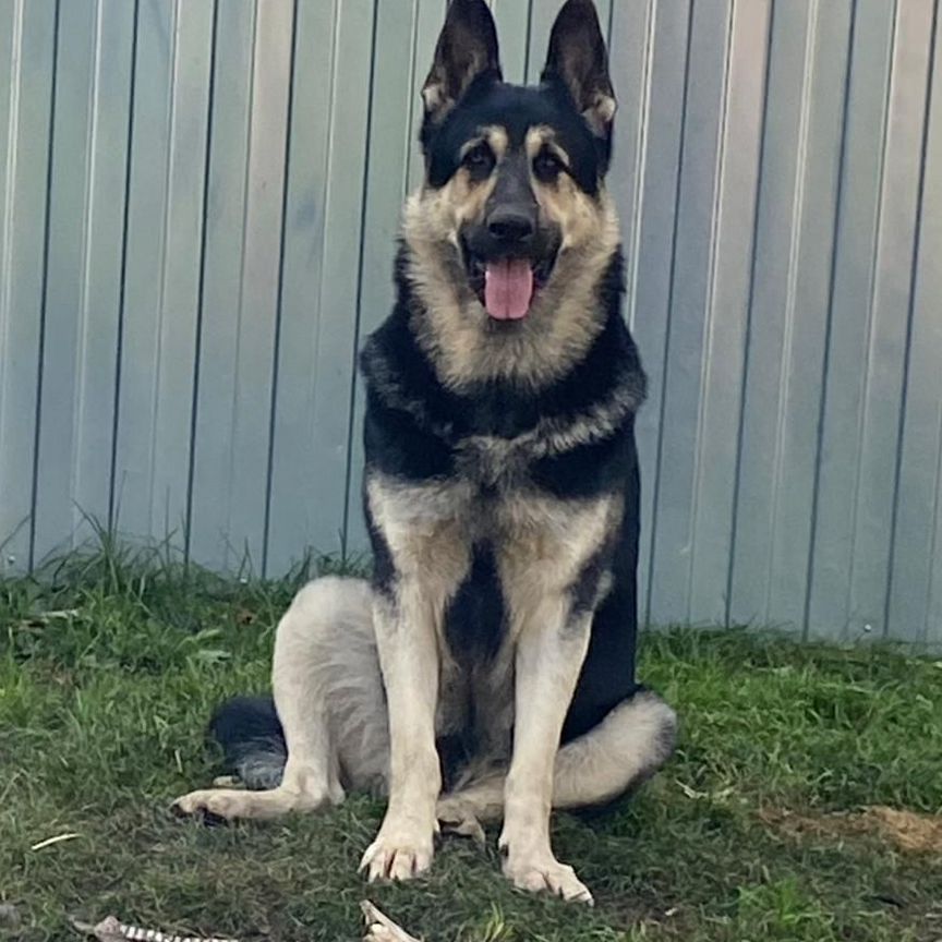 Восточноевропейская овчарка, вязка