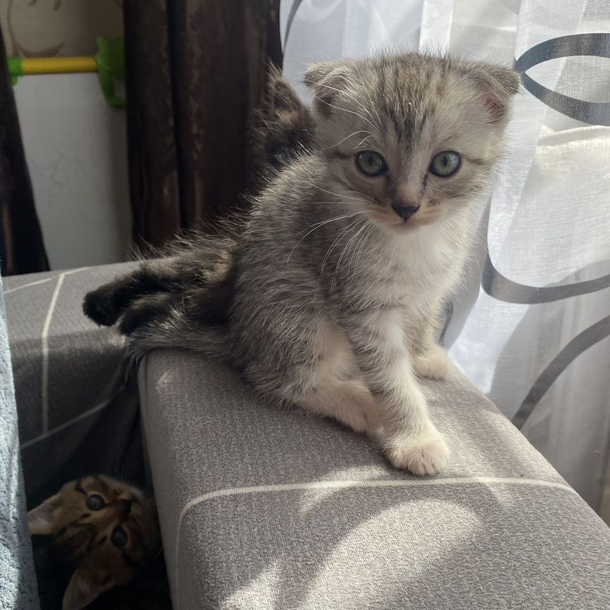 Шотландский вислоухий короткошёрстный котёнок
