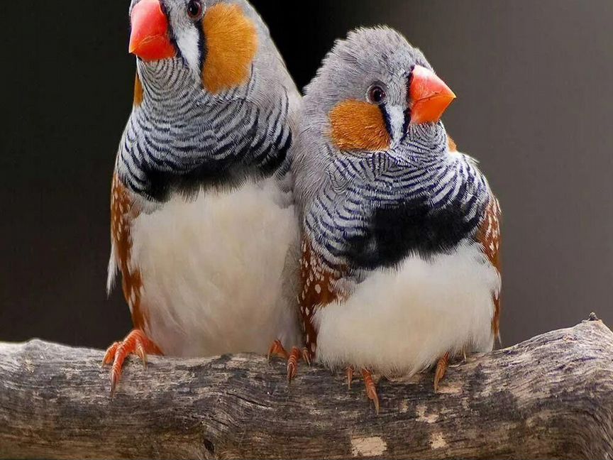 Амадины,попугай