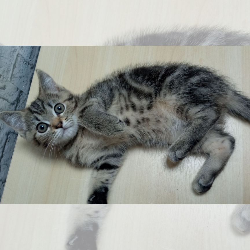 Шотландские прямоухие котята