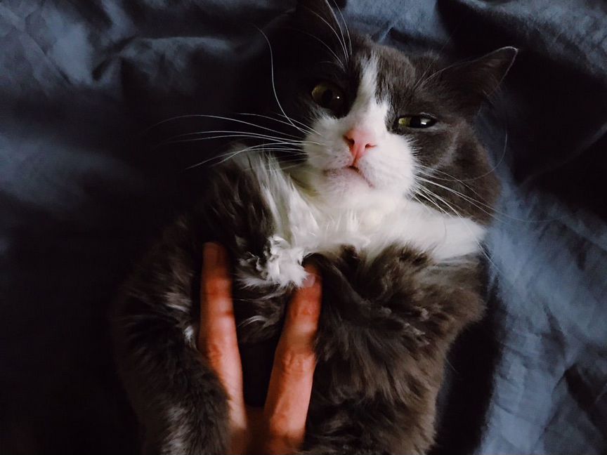 Отдам кота в добрые руки