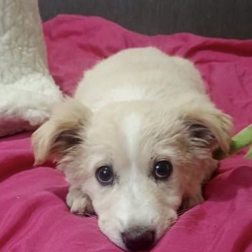 Щенок в добрые руки