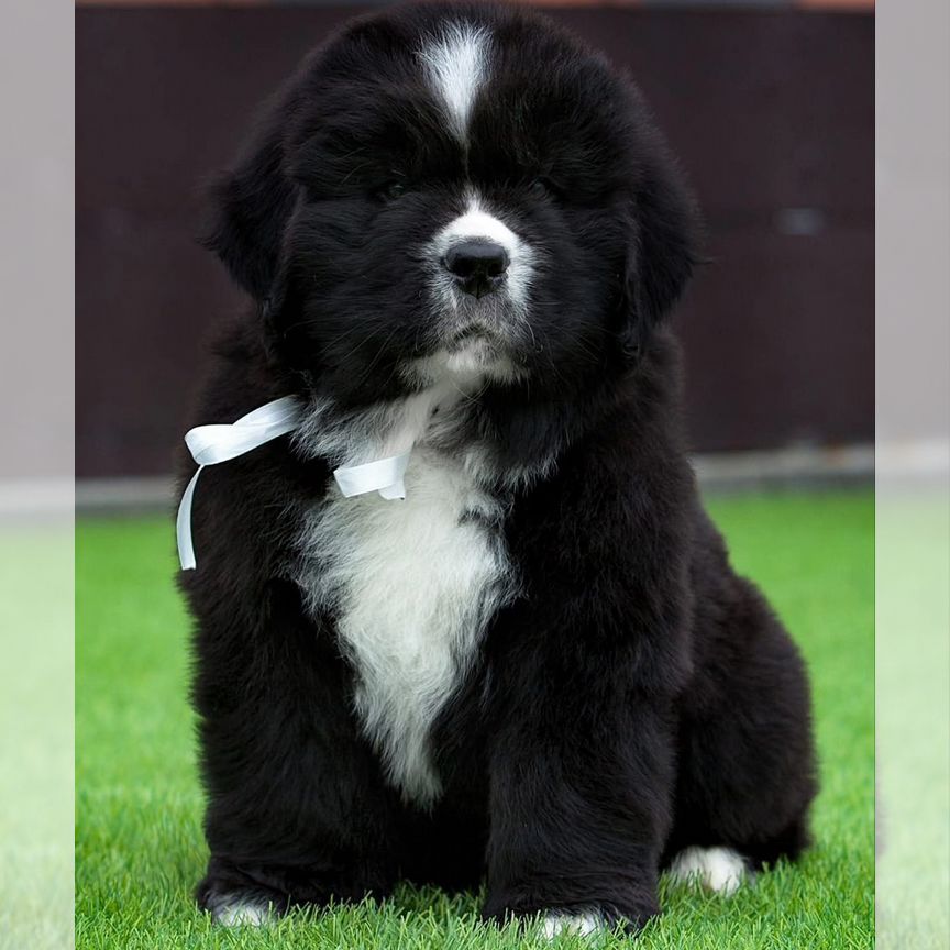 Ньюфаундленд, щенок