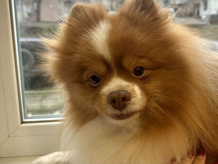 Немецкий шпиц вязка