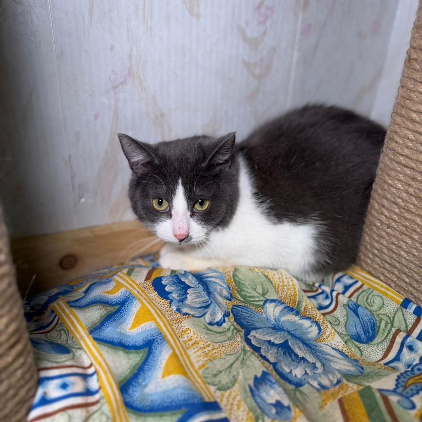 Кошка в добрые руки отдам бесплатно