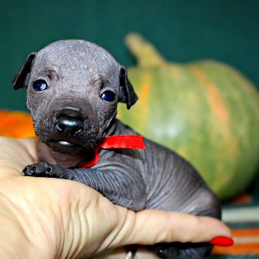 Мексиканская голая собака, щенок