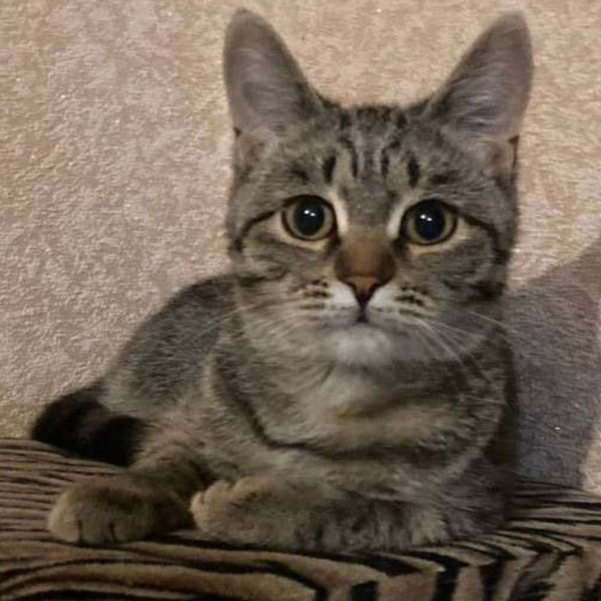 Отдам кошку в добрые руки бесплатно девочка