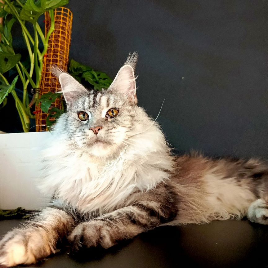 Шикарный мейн-кун