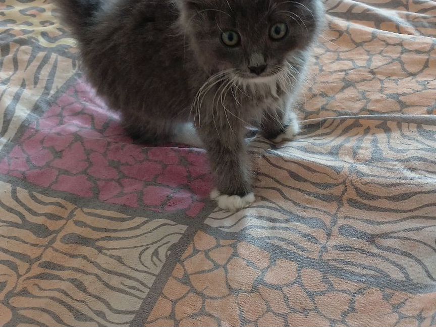 Кошка