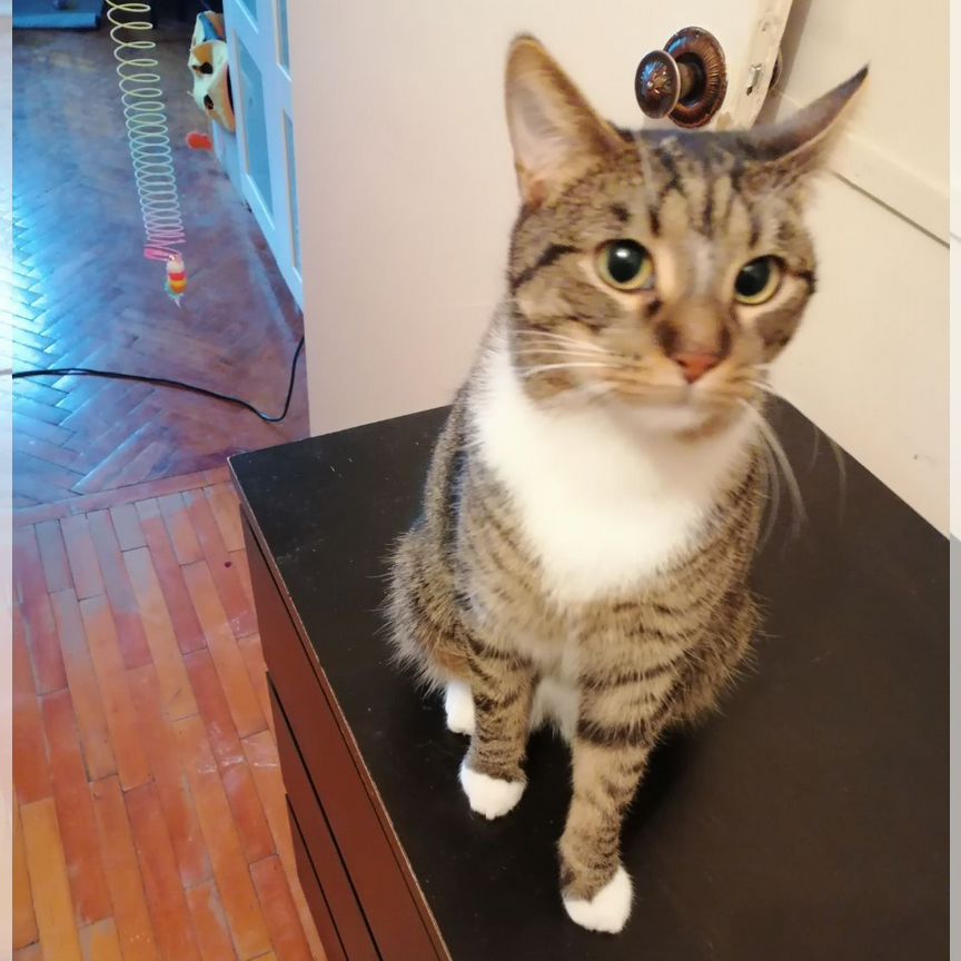 Британский короткошёрстный котёнок