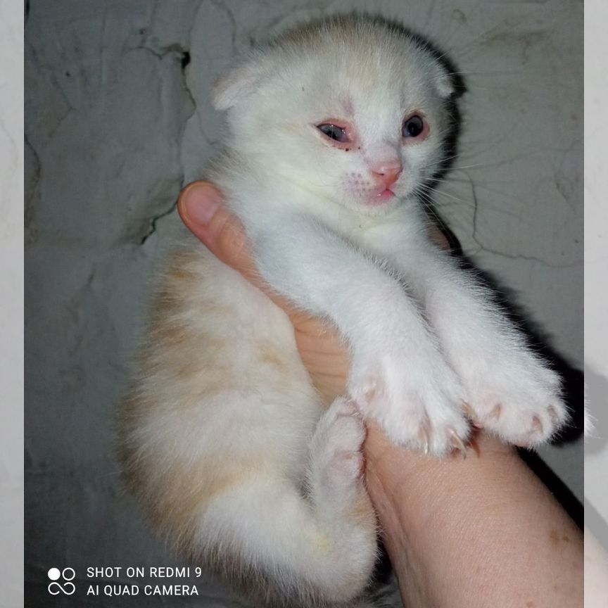 Шотландский вислоухий короткошёрстный котёнок