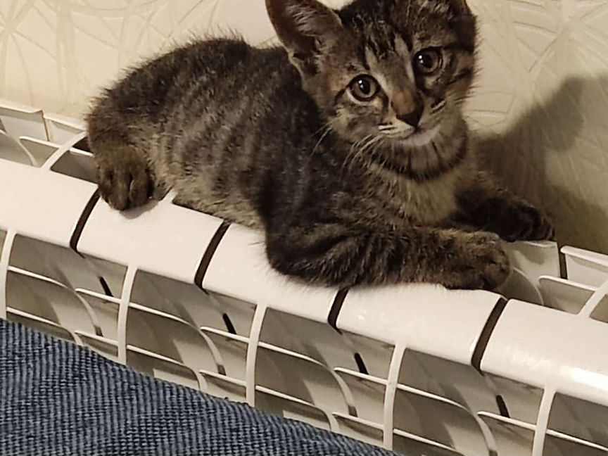 Европейская кошка