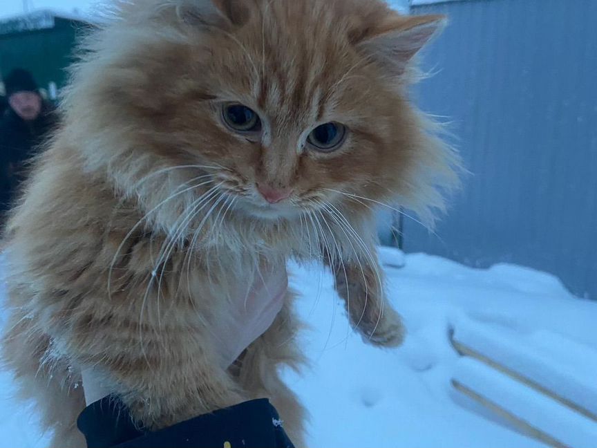 Рыжий котенок пушистый