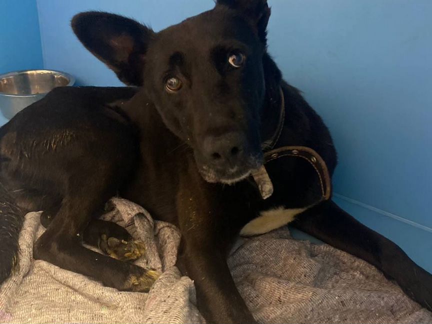 Бобик в семью на доживание.Шанс не вернуться на ул