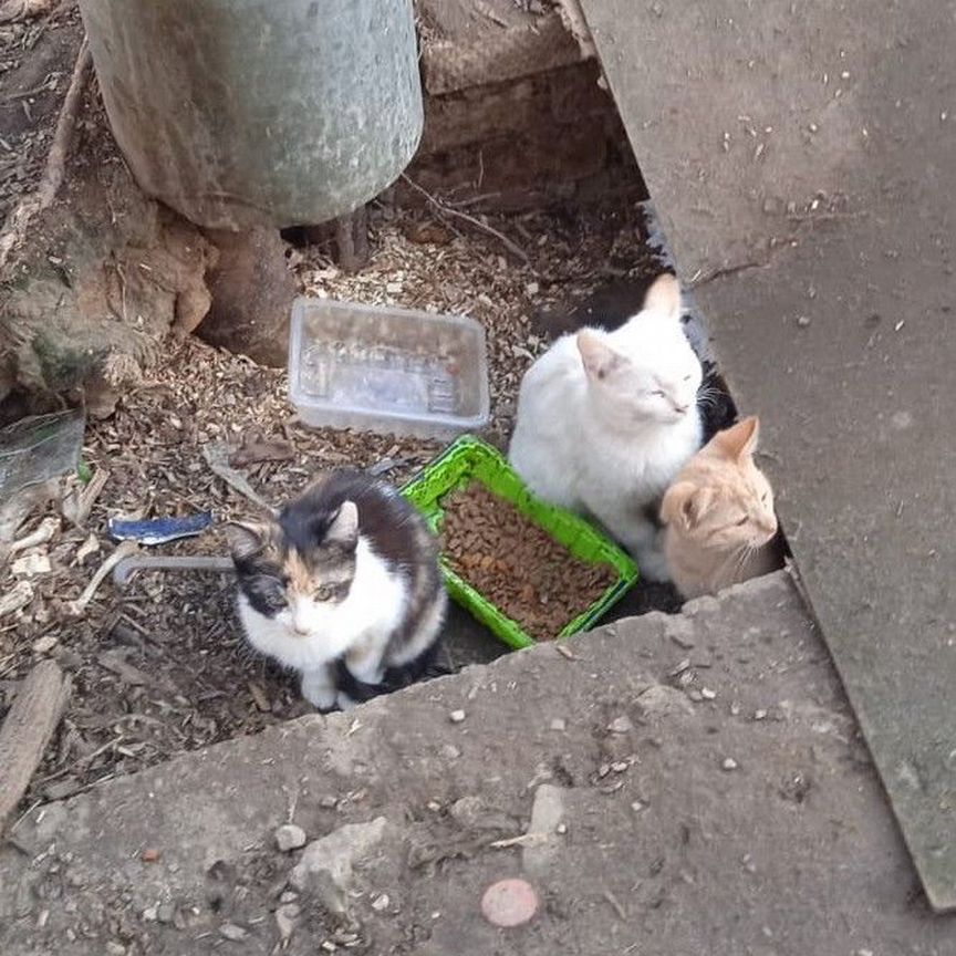 Малыши котята в дар