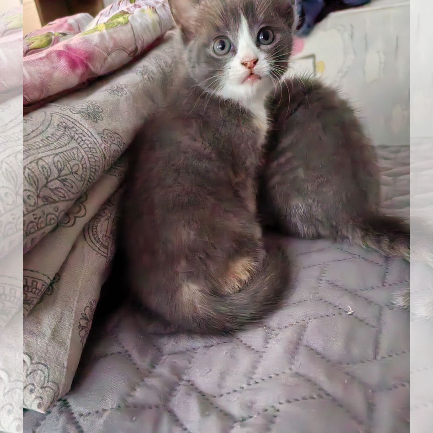 Котёнок в добрые руки