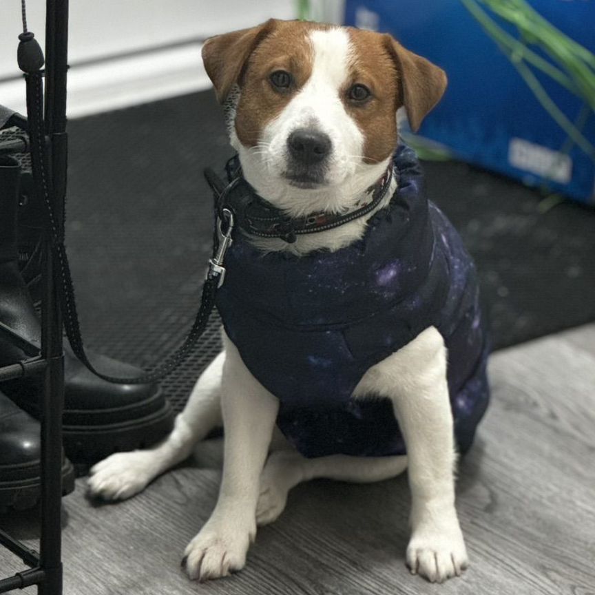 Джек-рассел-терьер, взрослый пёс