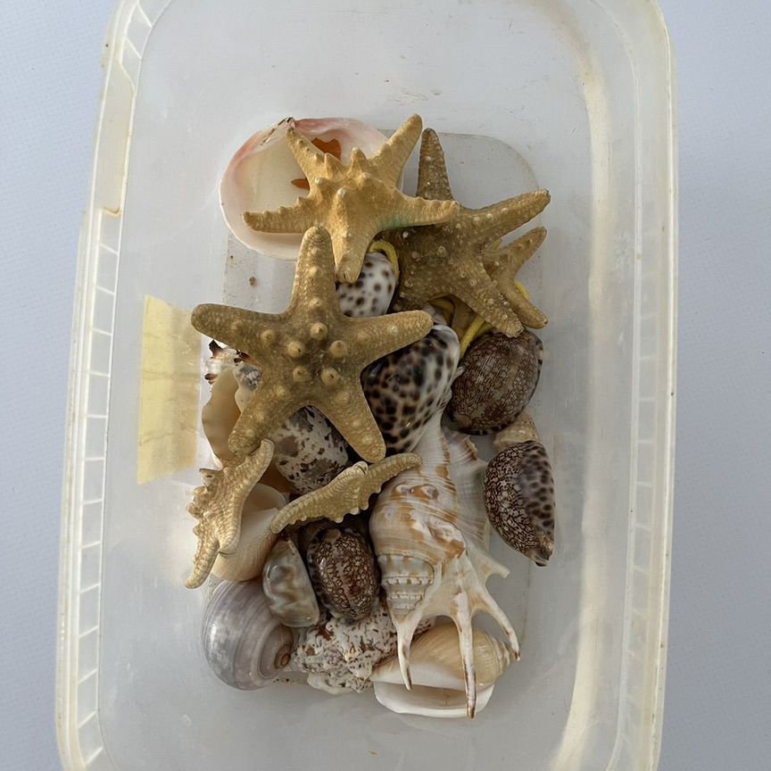 Морские ракушки морские звезды набором