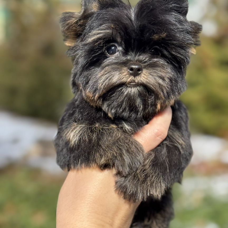 Цветной Йорк