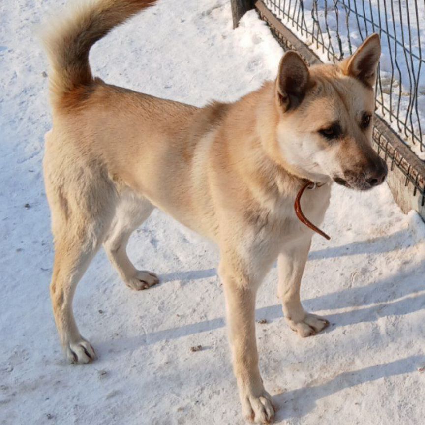 Взрослый пёс в добрые руки