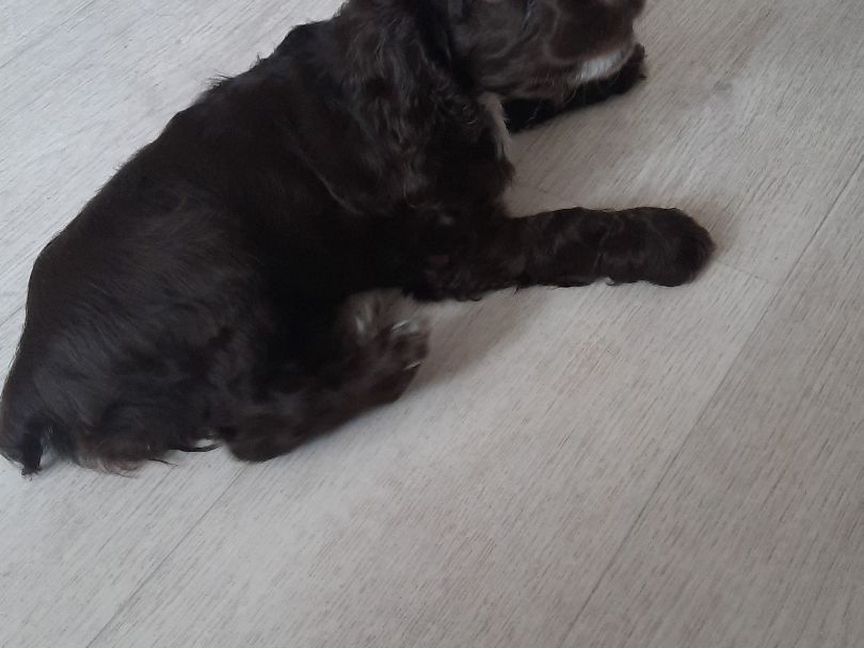 Кокер спаниель